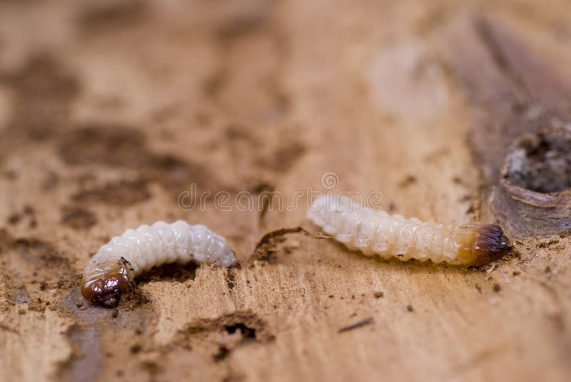 Woodworm stock photo. Image of insect, macro, woodworm - 13976164