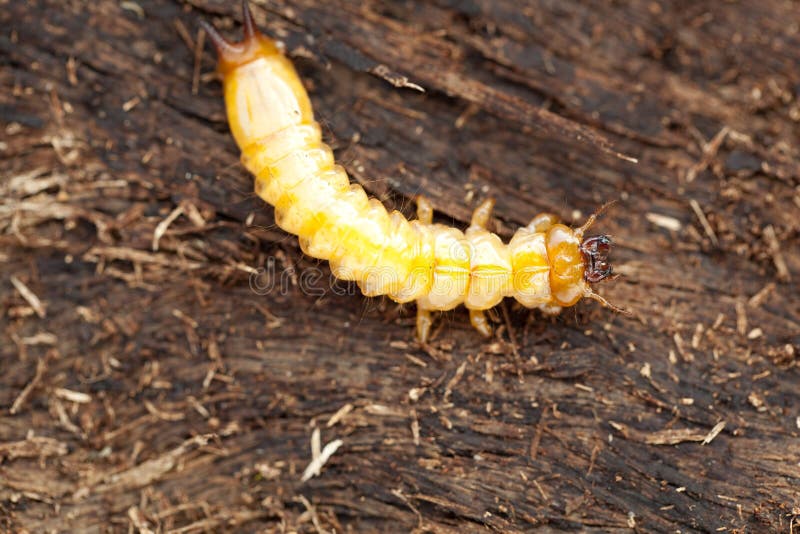 Woodworm stock photo. Image of fauna, bark, pest, chrysalis - 13975866