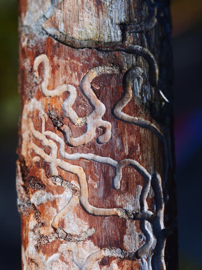 Woodworm infestation stock image. Image of nature, boring - 375127367