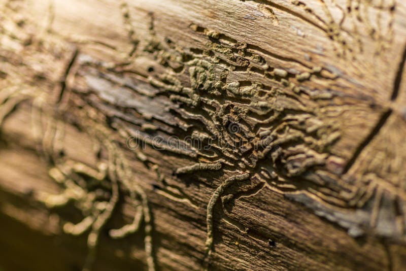 Woodworm Pattern in Dried Birch Tree in the Forest Stock Photo - Image ...