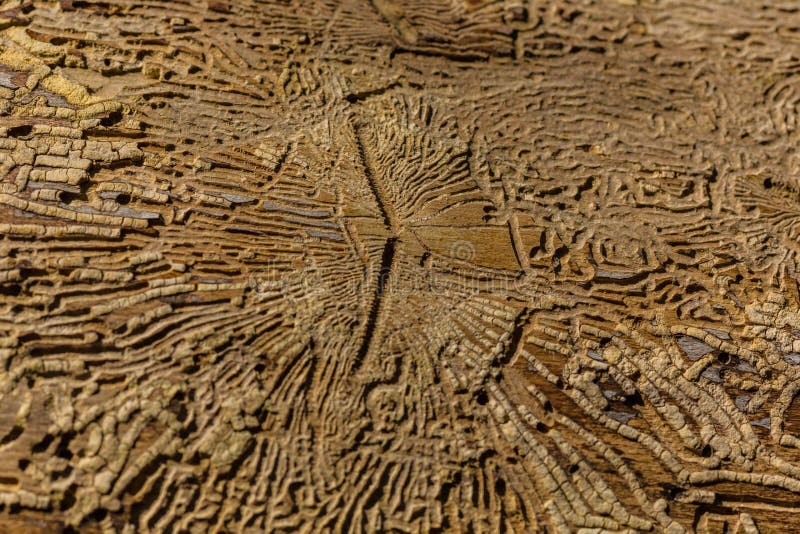 Woodworm Pattern in Dried Birch Tree in the Forest Stock Image - Image ...