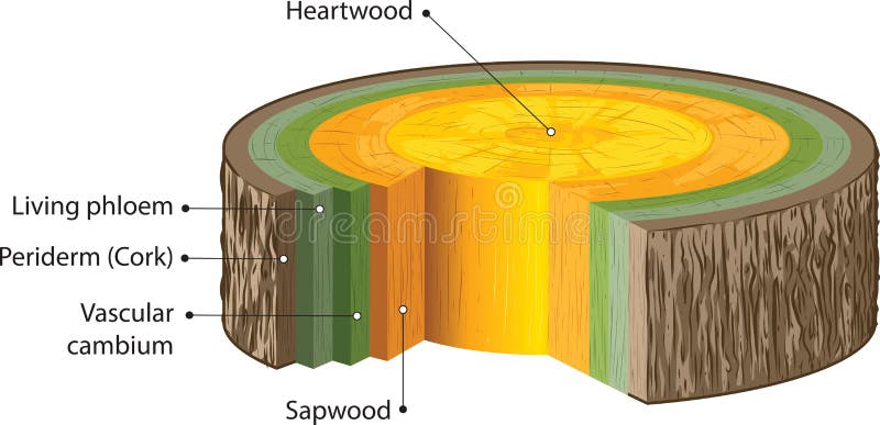 Xylem And Phloem Labeled