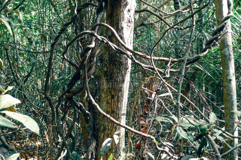 Woody Vines Growing Around the Trunk of a Tree in a Mangrove Forest ...
