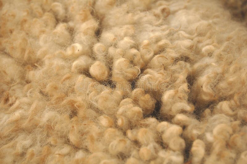 Wool stock photo. Image of knitting, clothes, sheep, warm - 1217990