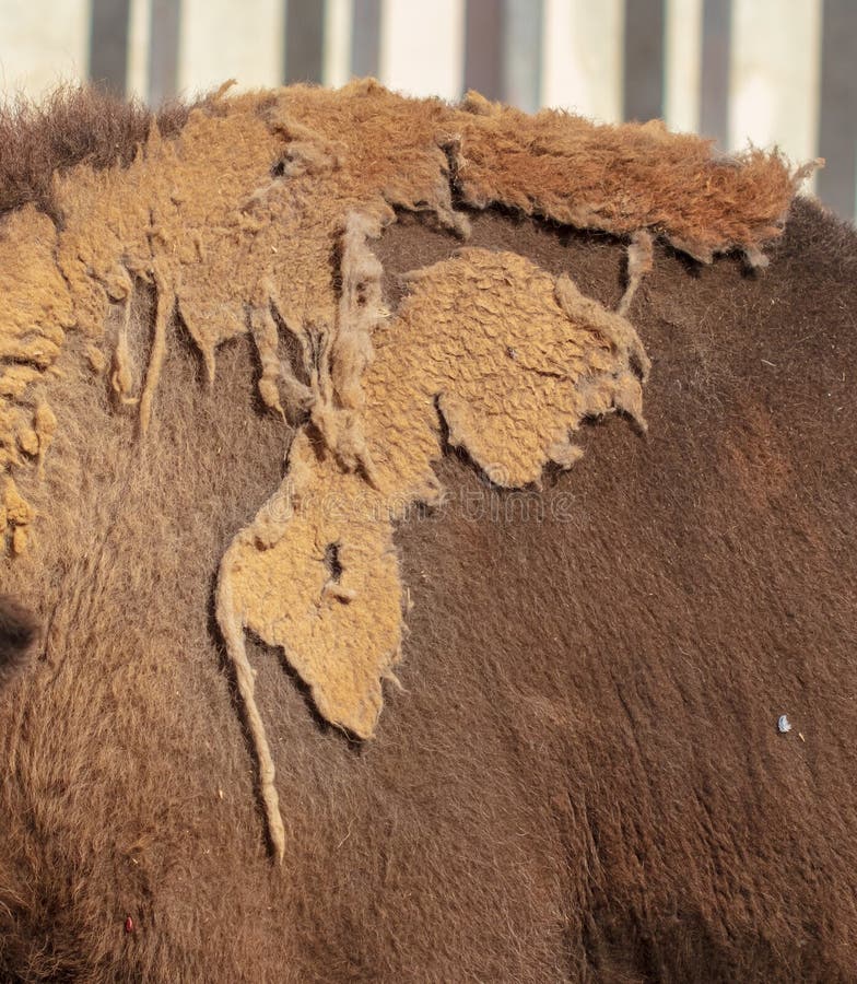 Wool on the back of a bull stock image. Image of abstract - 140698721