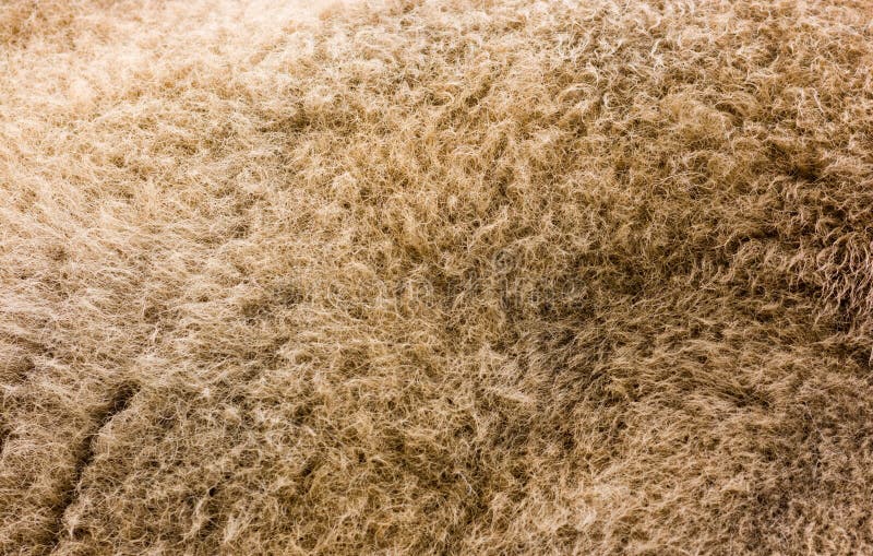 Wool of the bison stock image. Image of animal, hair, bison - 3145841
