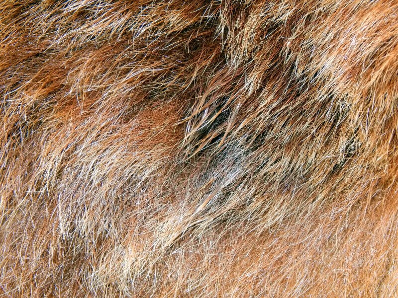 Wool brown bear stock photo. Image of rare, furry, abstract - 82842818