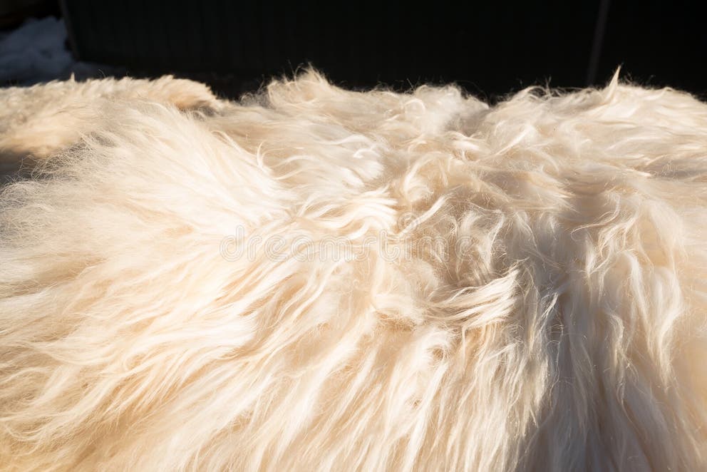Wool close-up background stock photo. Image of mutton - 80427760