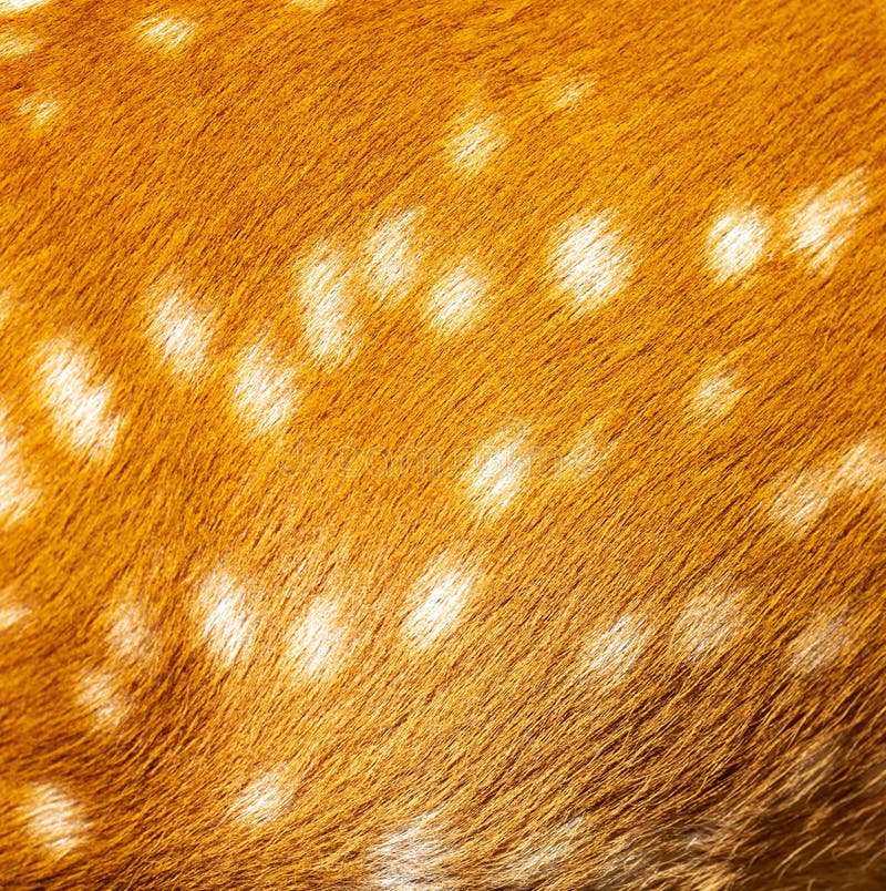 Wool on a Deer As an Abstract Background Stock Photo - Image of horse ...