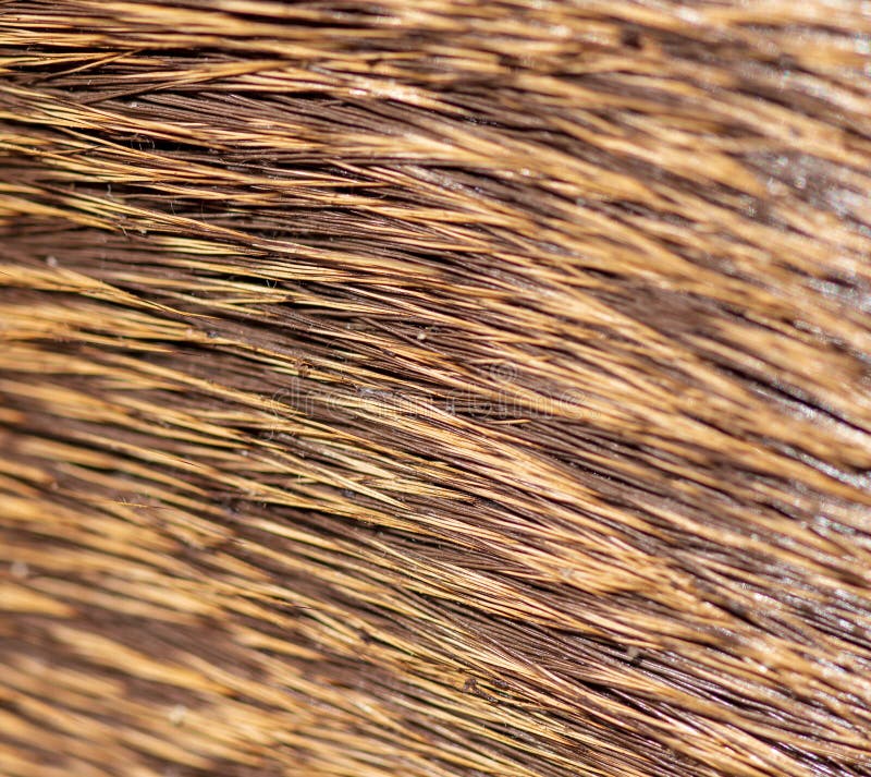 Wool on a Deer As an Abstract Background Stock Image - Image of pattern ...