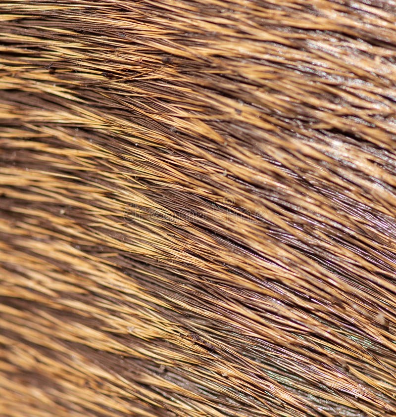 Wool on a Deer As an Abstract Background Stock Image - Image of orange ...