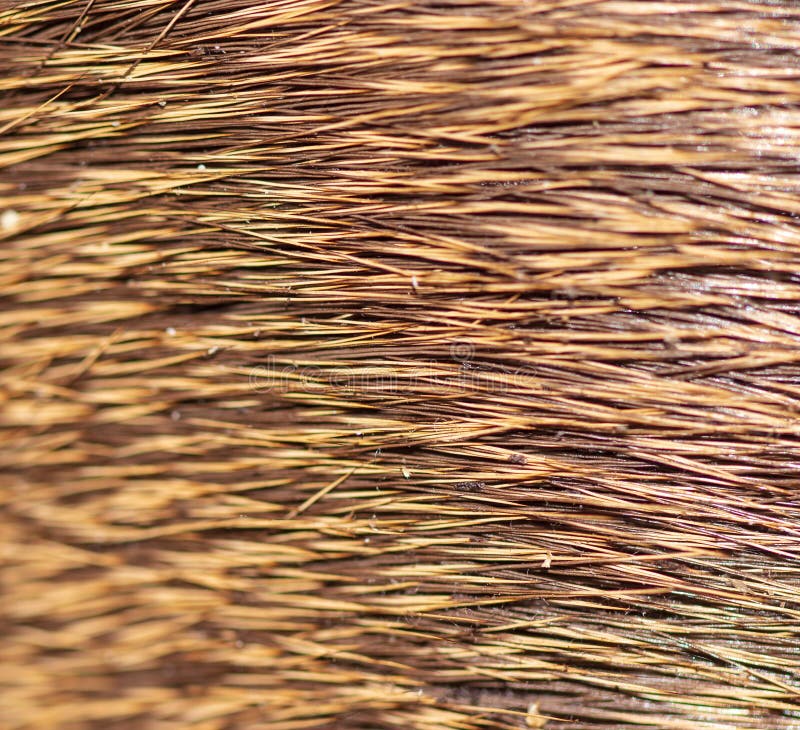 Wool on a Deer As an Abstract Background Stock Photo - Image of ...