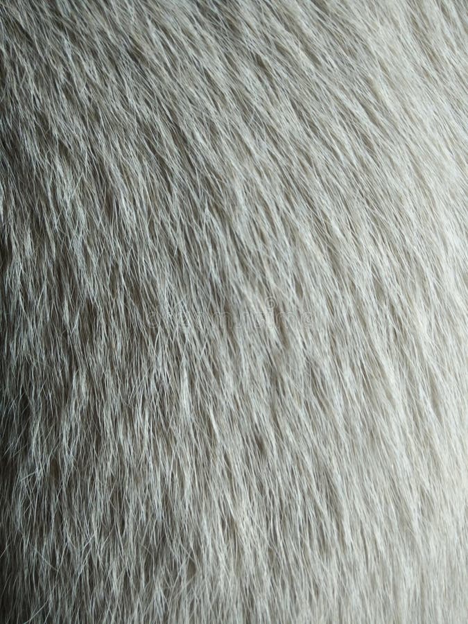 Wool Dog Texture stock image. Image of hair, background - 49336435