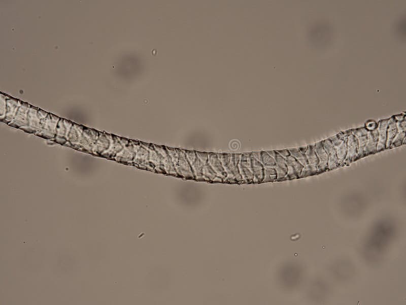 223 Fibre Microscope Stock Photos - Free & Royalty-Free Stock Photos ...