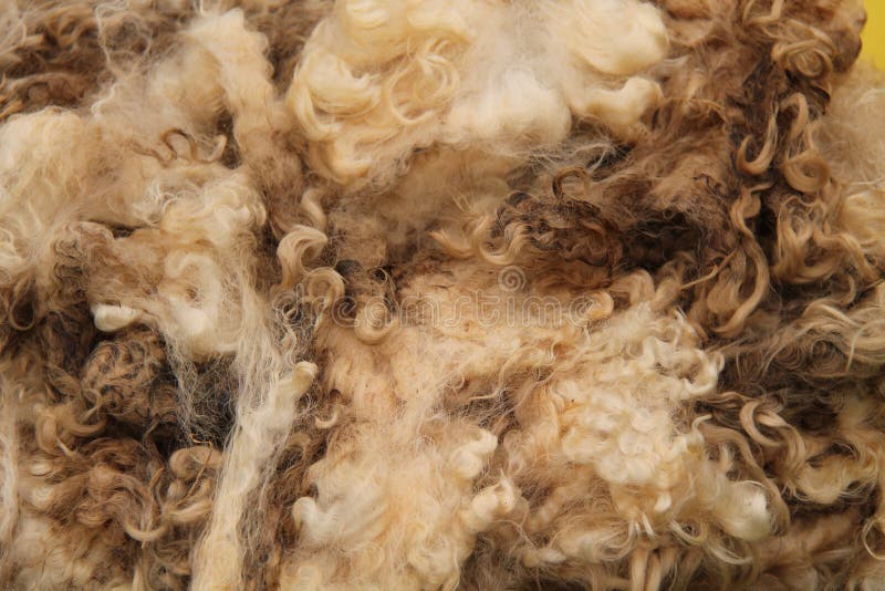 Wool Fleece. stock photo. Image of fabric, fibre, softness - 60715602
