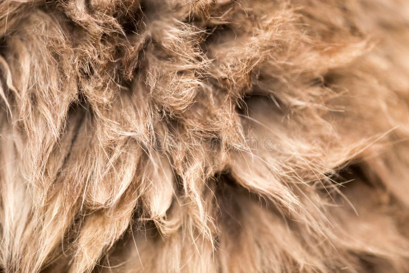Wool of a Fluffy Cat As a Background Stock Photo - Image of striped ...