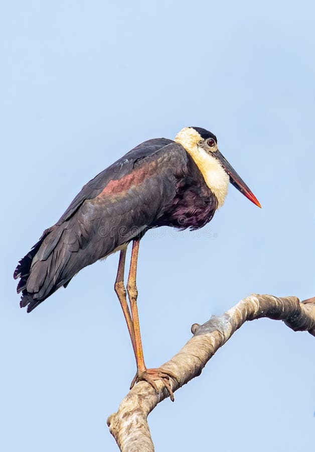 A Wool Neck Stork Sitting on a Tree Stock Image - Image of duck, neck ...
