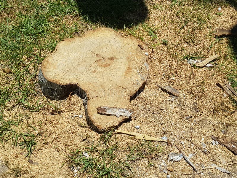 Tree stock photo. Image of wool, nature, grass, tree - 124740586