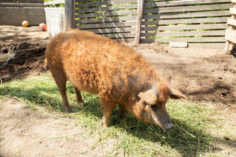 Wool Pig in the Zoo at Summer Stock Photo - Image of animal, spring ...
