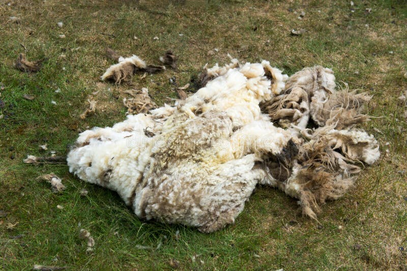 Wool of shaved sheep stock image. Image of hair, sheep - 42223343