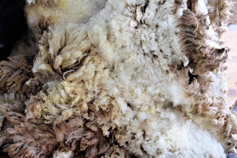Wool sheared stock photo. Image of felted, shear, fleece - 88279176