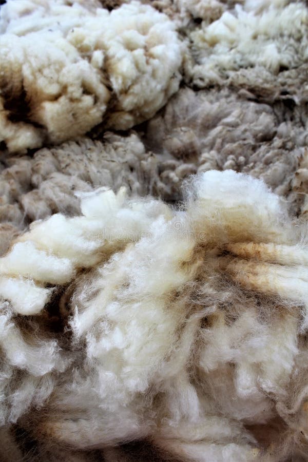 Wool sheared stock image. Image of fleece, shear, sheared - 88279739