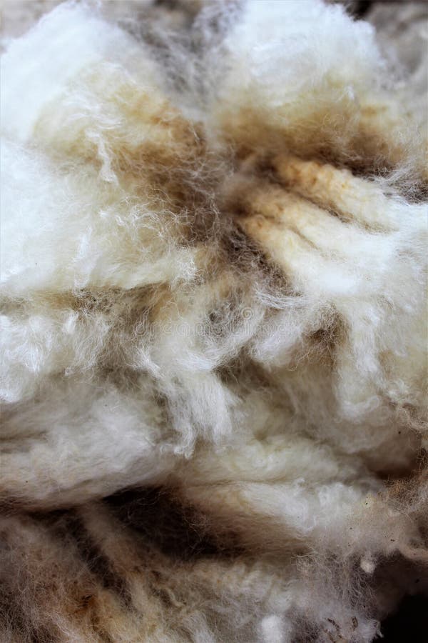 Wool sheared stock image. Image of felt, crafty, grease - 88279807