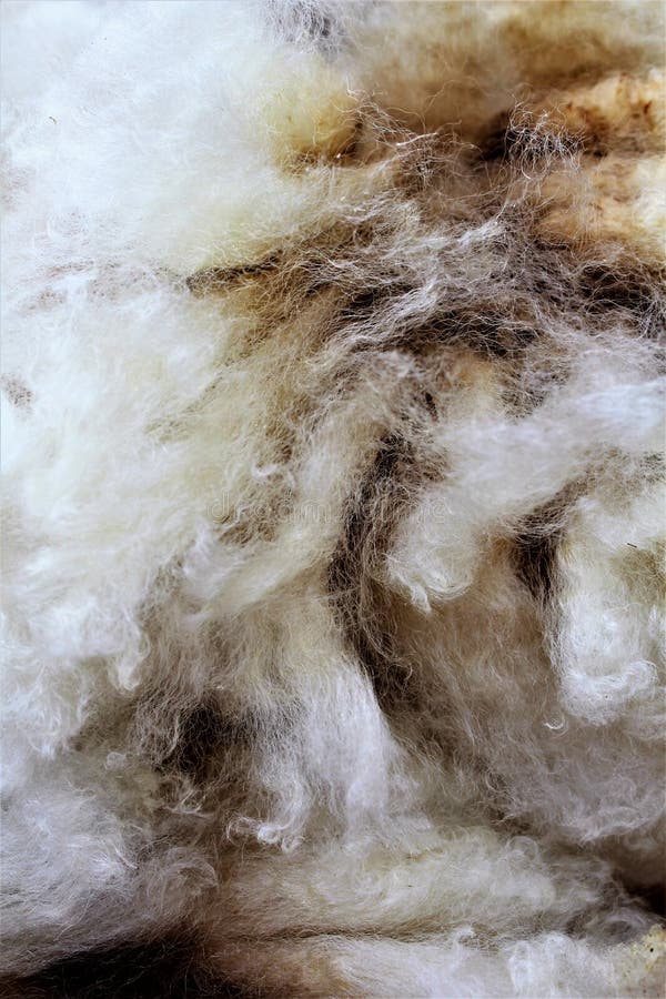 Wool sheared stock photo. Image of shave, washed, macro - 88280696