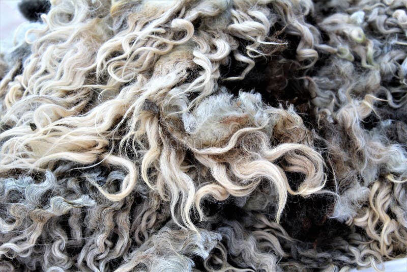 Wool sheared stock photo. Image of macro, trim, washed - 88280052