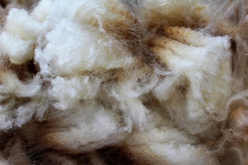 Wool sheared stock photo. Image of shave, washed, macro - 88280696