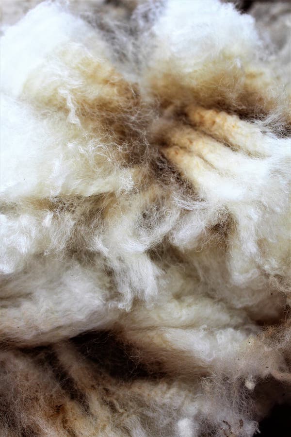 Wool sheared stock image. Image of trim, natural, grass - 88280749