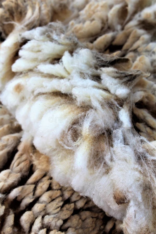 Wool sheared stock photo. Image of sheared, grease, felted - 88279542