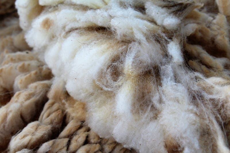 Wool sheared stock photo. Image of macro, fleece, wool - 88280922