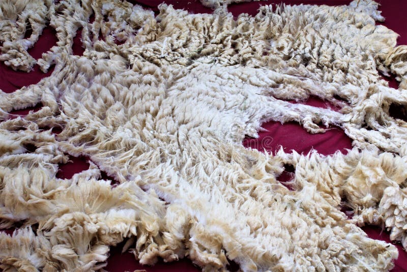 152 Raw Sheared Sheep Wool Stock Photos - Free & Royalty-Free Stock ...