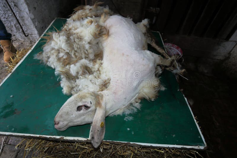 Wool Shearing Sheep for Wool Yarns Stock Photo - Image of cloth, fabric ...