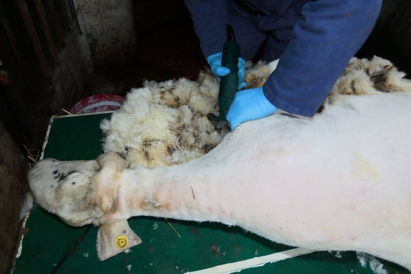 Wool Shearing Sheep for Wool Yarns Stock Image - Image of knit, hands ...