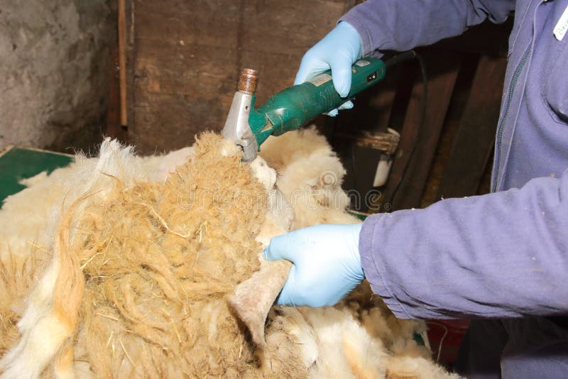 Wool Shearing Sheep for Wool Yarns Stock Photo - Image of sheep, soft ...
