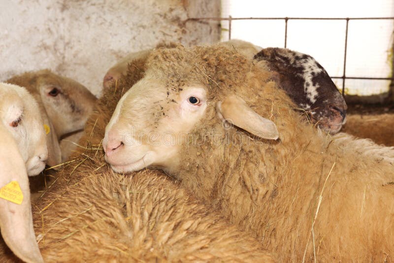 Wool Shearing Sheep for Wool Yarns Stock Image - Image of soft, string ...