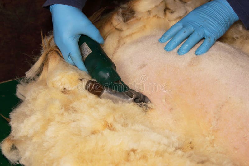 Wool Shearing Sheep for Wool Yarns Stock Photo - Image of string, knit ...