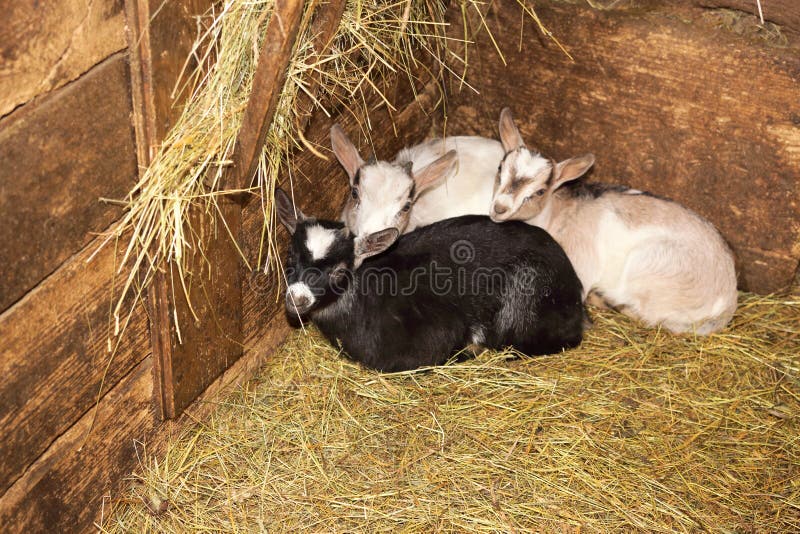 Wool Shearing Sheep for Wool Yarns Stock Image - Image of clothes, lamb ...