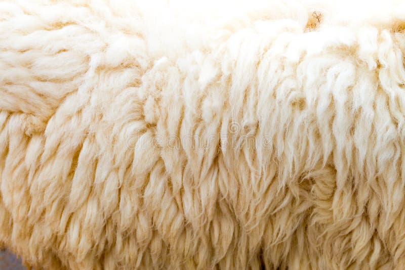 Wool Sheep Closeup for Background Stock Image - Image of hair, white ...