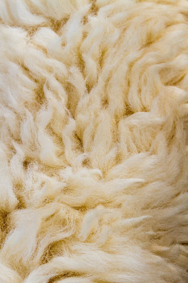Wool Sheep Closeup for Background Stock Photo - Image of horizontal ...