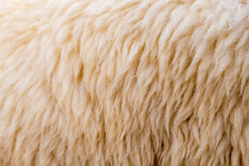 Wool Sheep Closeup for Background Stock Image - Image of backdrops ...