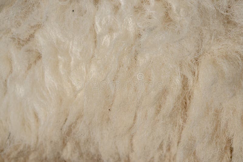 Wool Sheep Closeup for Background ,Raw Wool Background. Also Softness ...