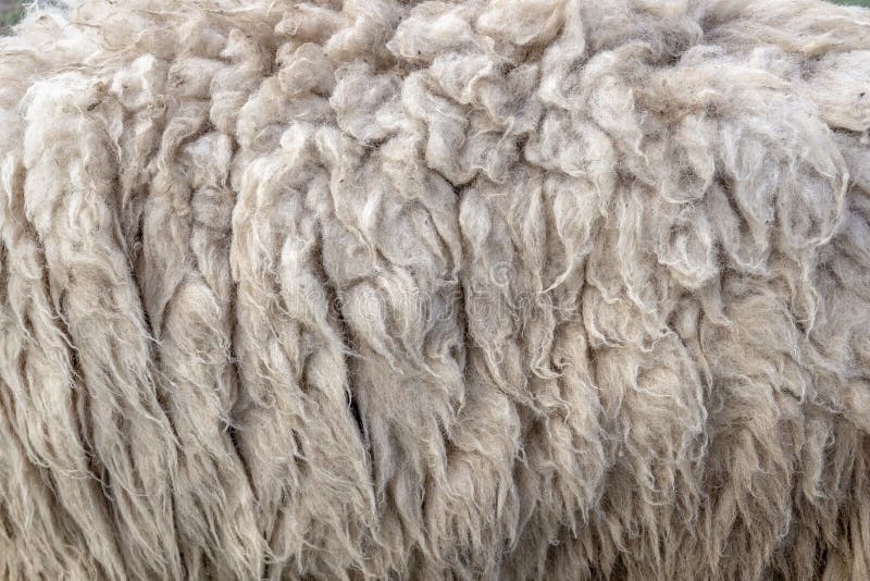 Wool Sheep Closeup for Background Stock Photo - Image of background ...