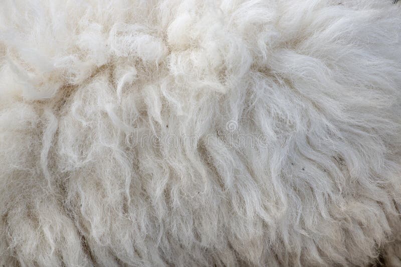 Wool Sheep Closeup for Background Stock Photo - Image of hair, fluff ...