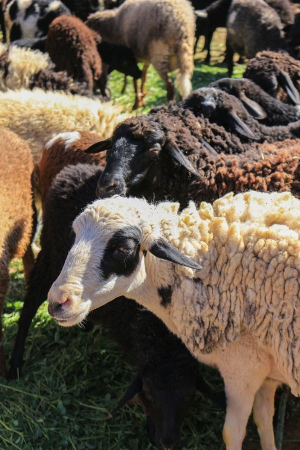 Wool sheep for sale stock image. Image of market, selling - 85641369
