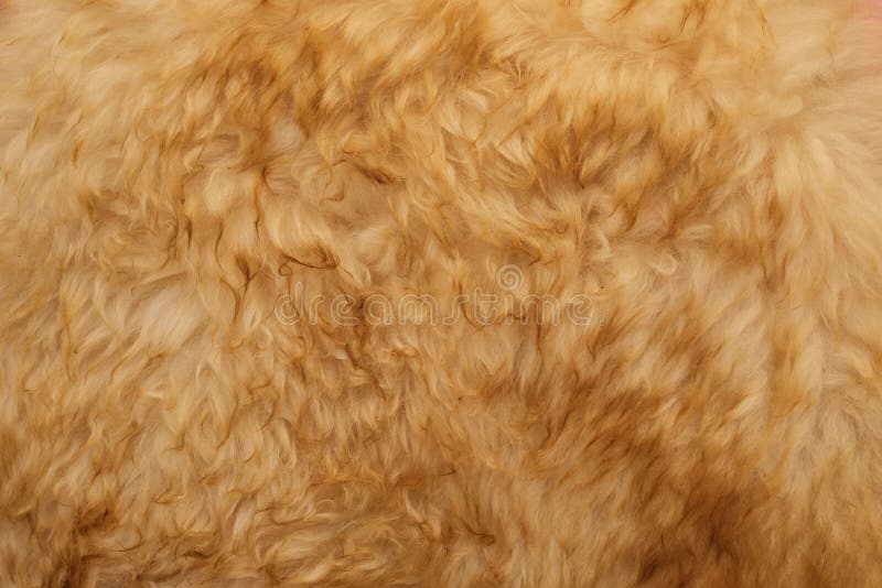 Wool texture stock image. Image of soft, fluffy, macro - 80583781
