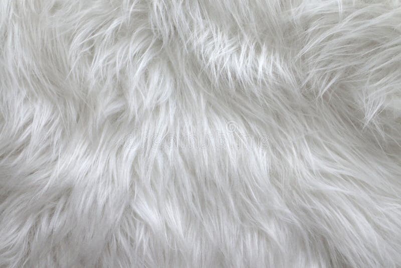 Texture of polar bear skin stock photo. Image of pattern - 38369276