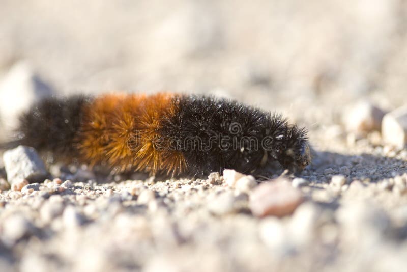 Woolly Bear Caterpillar stock photo. Image of black, fuzzy - 27625954